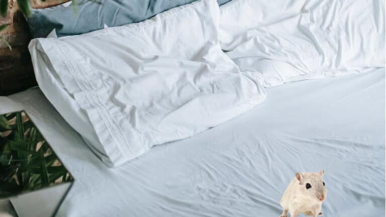 Can Mice Live In Mattresses? – Budget Friendly Furnishing
